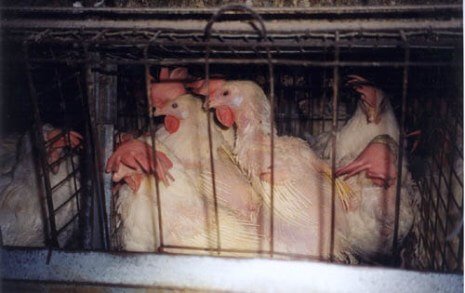 El mexiquense Hoy: 10 razones para no comer pollo