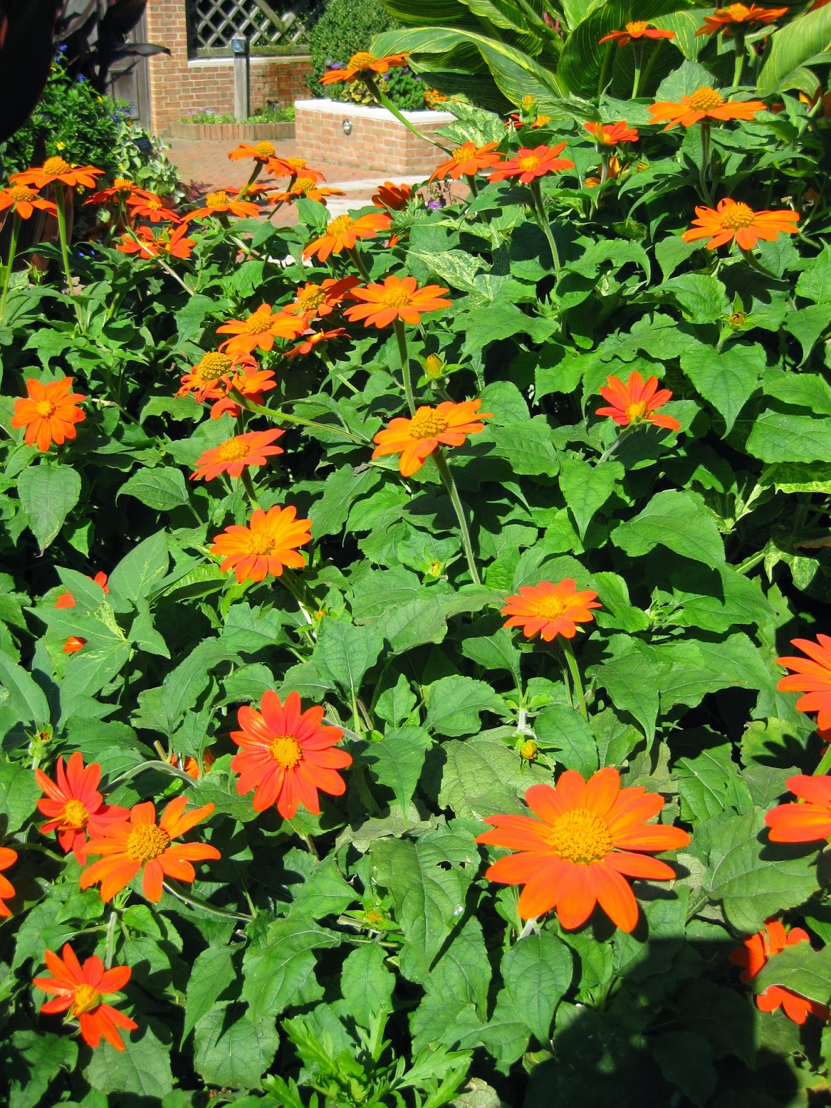 Rotary Botanical Gardens - Hort Blog: Tease Monarchs With Tithonia