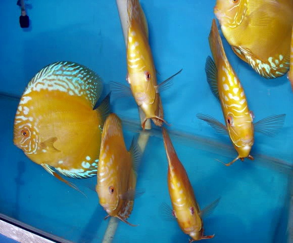Pemijahan ikan discus - Akuarium Ikan Hias