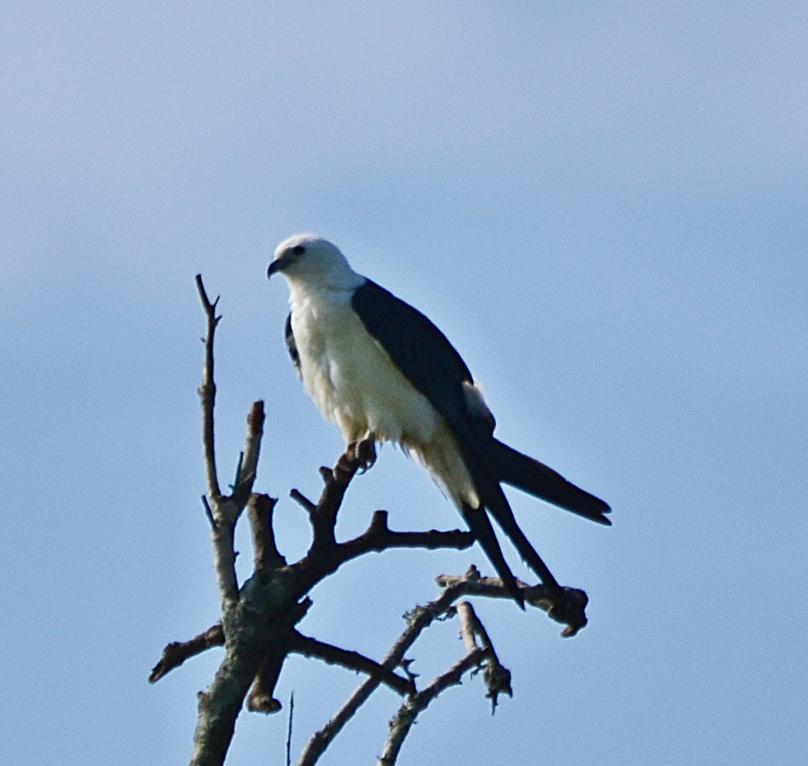 Dina's City Wildlife Adventures: Swallow tail kites