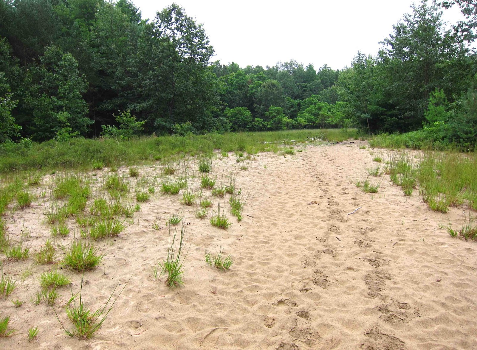 Saratoga woods and waterways: The Sandpit as Animal Farm