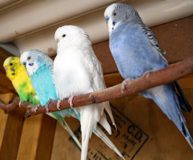 ANEKA MACAM WARNA BURUNG PARKIT | Tips Petani