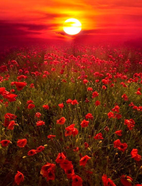 Keindahan Bunga dan Alam Semulajadi - Relaks Minda