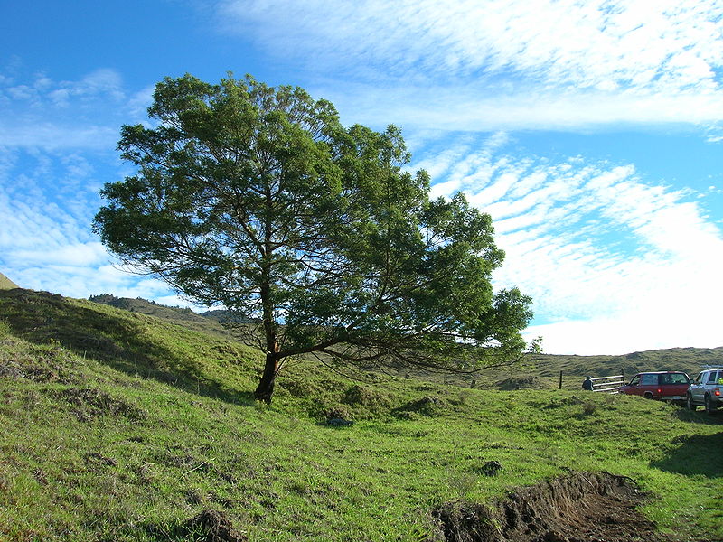 Tarım Siteniz: Akasya Ağaçları (Acacia Trees)
