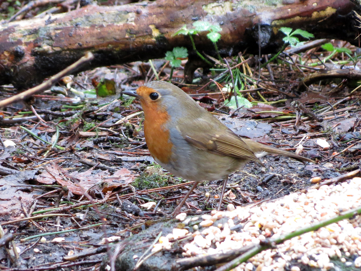 Airedale Otters: Big Garden Birdwatch 2016 at St Ives - Sunday 31st January