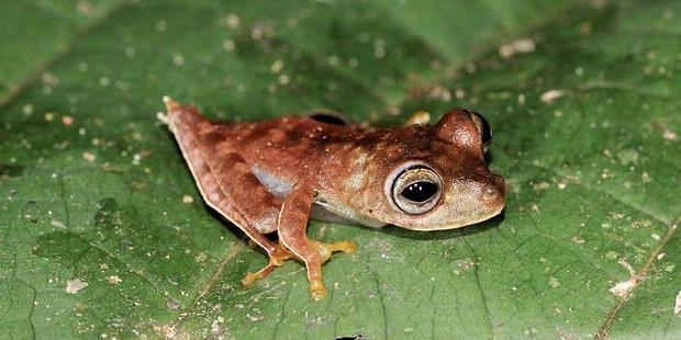 Spesies Lele Tanduk dan Katak Koboi | BIOLOGIPEDIA