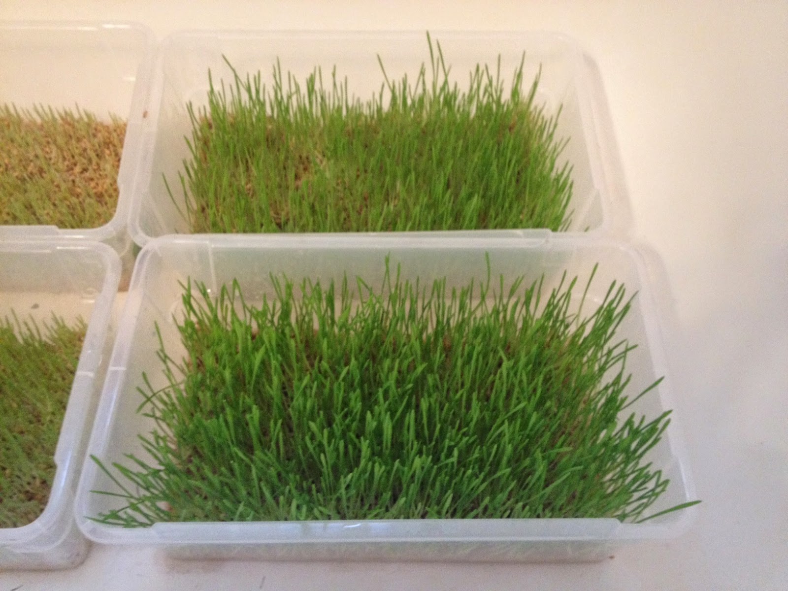 little country house: Barley Fodder System