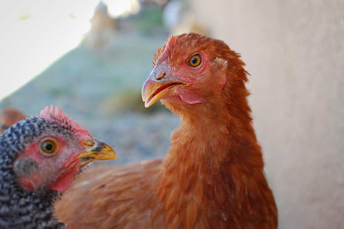 The 7MSN Ranch: The hens who stare at walls