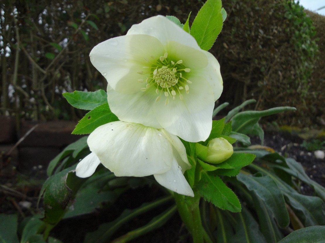 Helleborus. Tip van een Engelse tuinvrouw.
