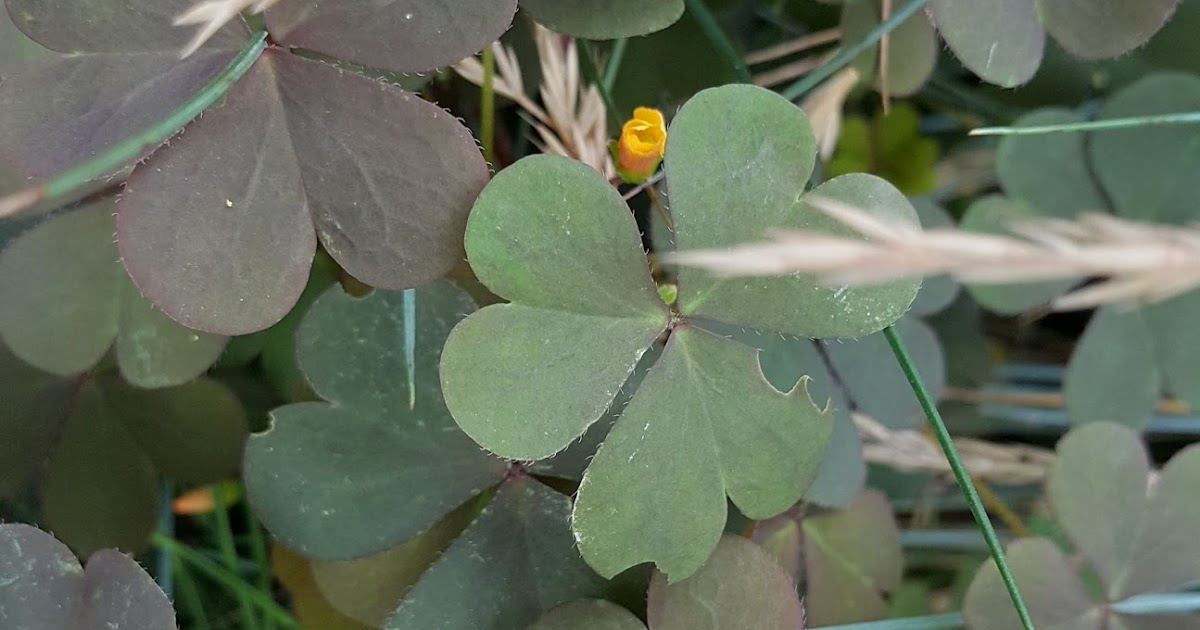 Szczawik różkowaty, urokliwy chwast