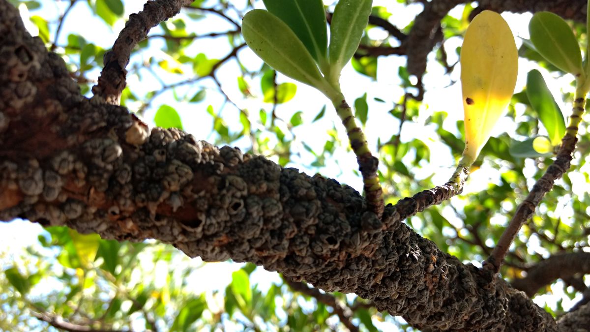 Queensland Coast: Giant Tides and Intertidal Fauna