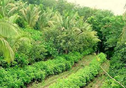 Penerapan Teknik Konservasi dengan Metode Vegetatif | Widrializa Blogs