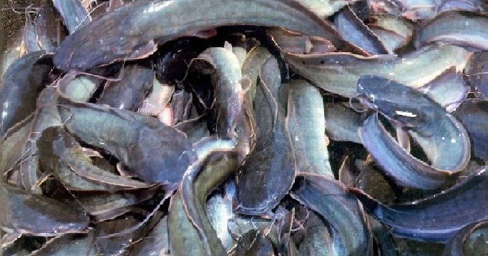 Penyebab Ikan Lele Banyak Yang Mati - cara ternak ikan