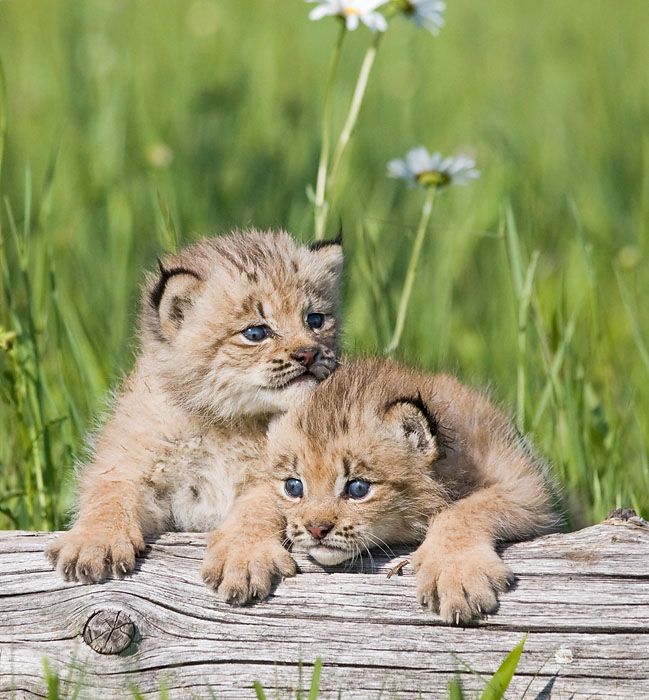 Accidentally Excellent: PURRSday [wildcat cubs]