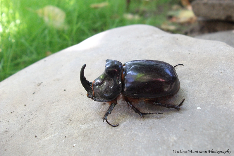 Cristinna's Photos: Oryctes nasicornis-Gandacul rinocer