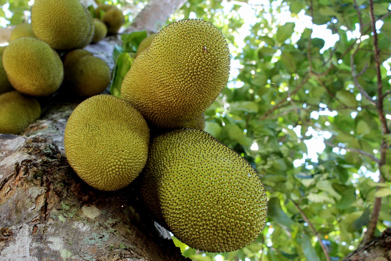 Caliandra do Cerrado: Jaca - um fruto de até 15kg