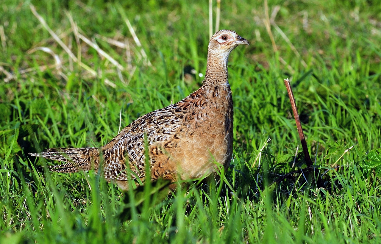 Jozef van der Heijden - Natuurfotografie: Fazant (Phasianus colchicus)