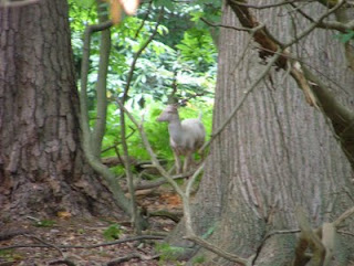 Photography by MickB: Fallow Deer Coat Variations