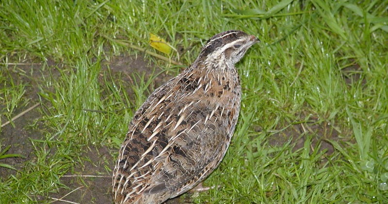 COMO CUIDAR DA SUA CODORNA DE ESTIMAÇÃO