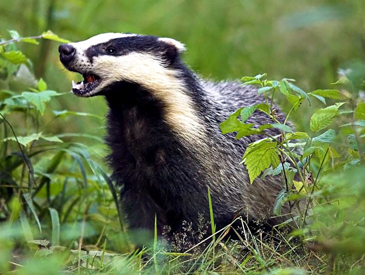 Porsuk nedir? Porsuk hayvanı ve ağacı - Laf Sözlük