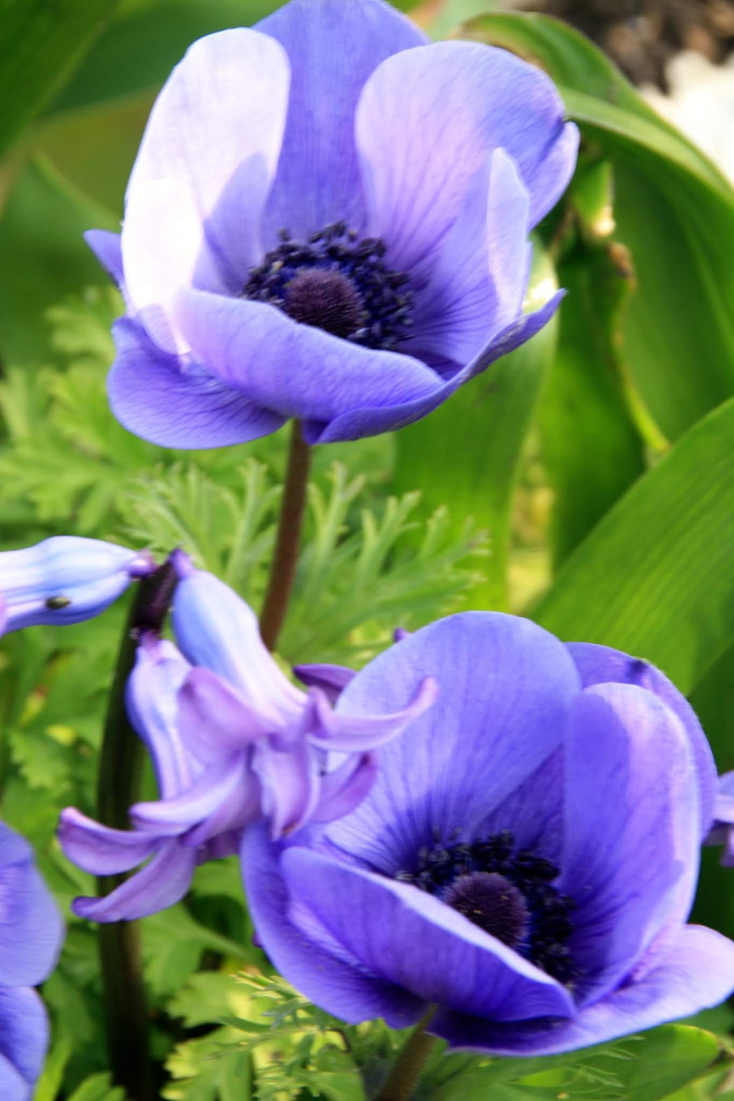 Frk. Anemone: ... ih.... de anemoner