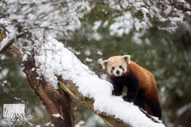 Animals explore a winter wonderland: first snowfall of the season delights