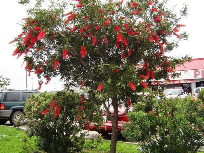 Callistemon