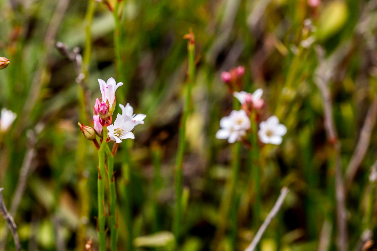 Pondoland C.R.E.W. Blog: A successful but possibly final stay at Gwe ...