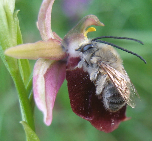 Lisi's Nature Pix: pseudocopulation of Ophrys spruneri