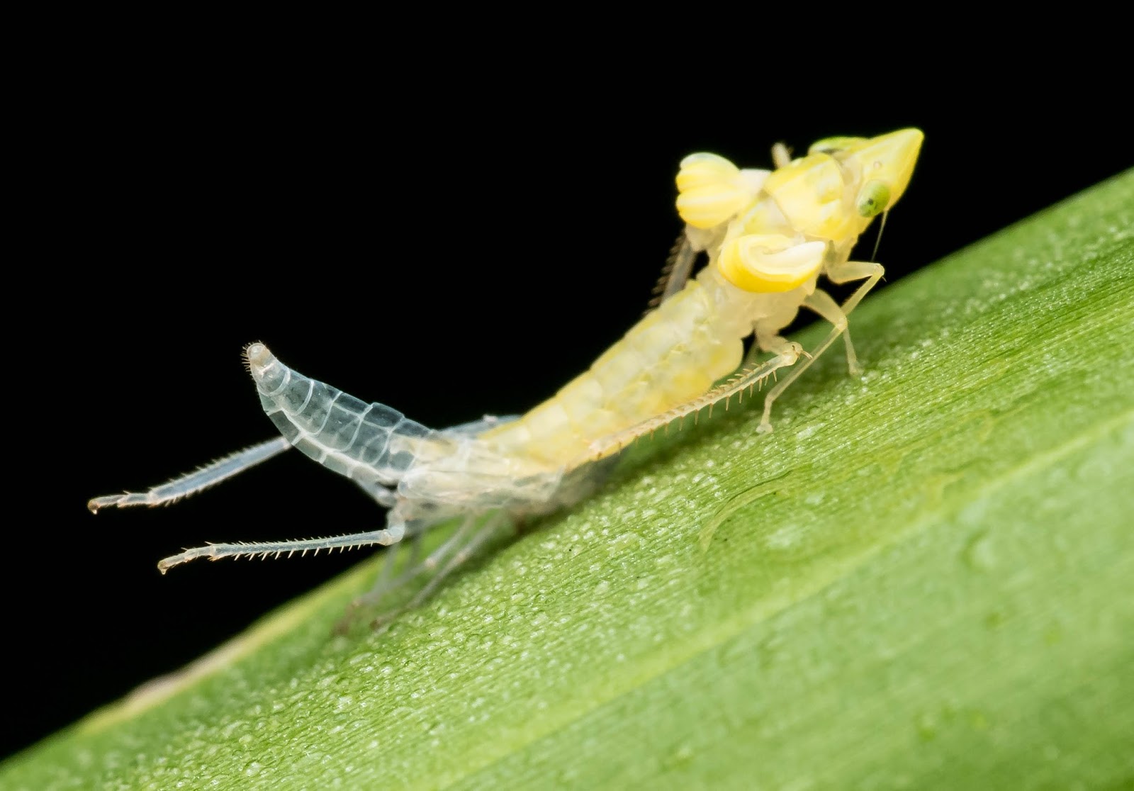 My Macro World: Janurary 13, 2017: Emerging Leaf Hopper