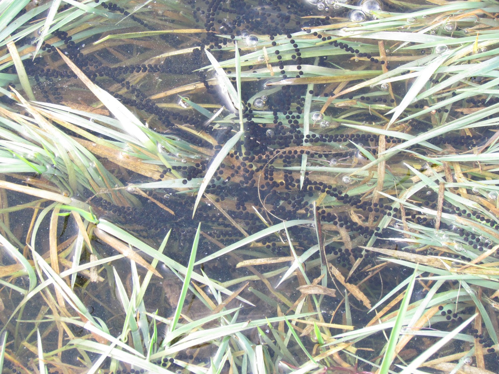 A Natural History of Paddock Wood in 2016: Frog & toad spawn seen for ...