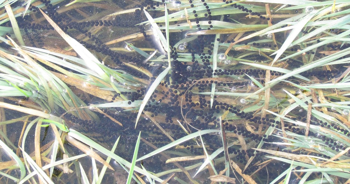 A Natural History of Paddock Wood in 2016: Frog & toad spawn seen for ...