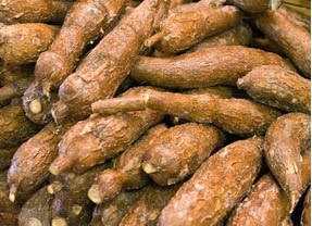 Top 6 Major and Priority Root Crops in the Philippines