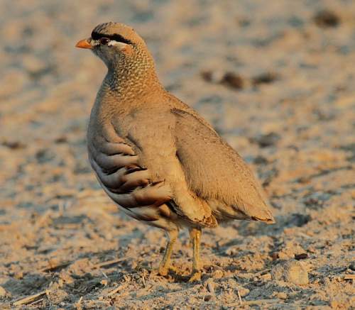 See-see partridge | Birds of India | Bird World