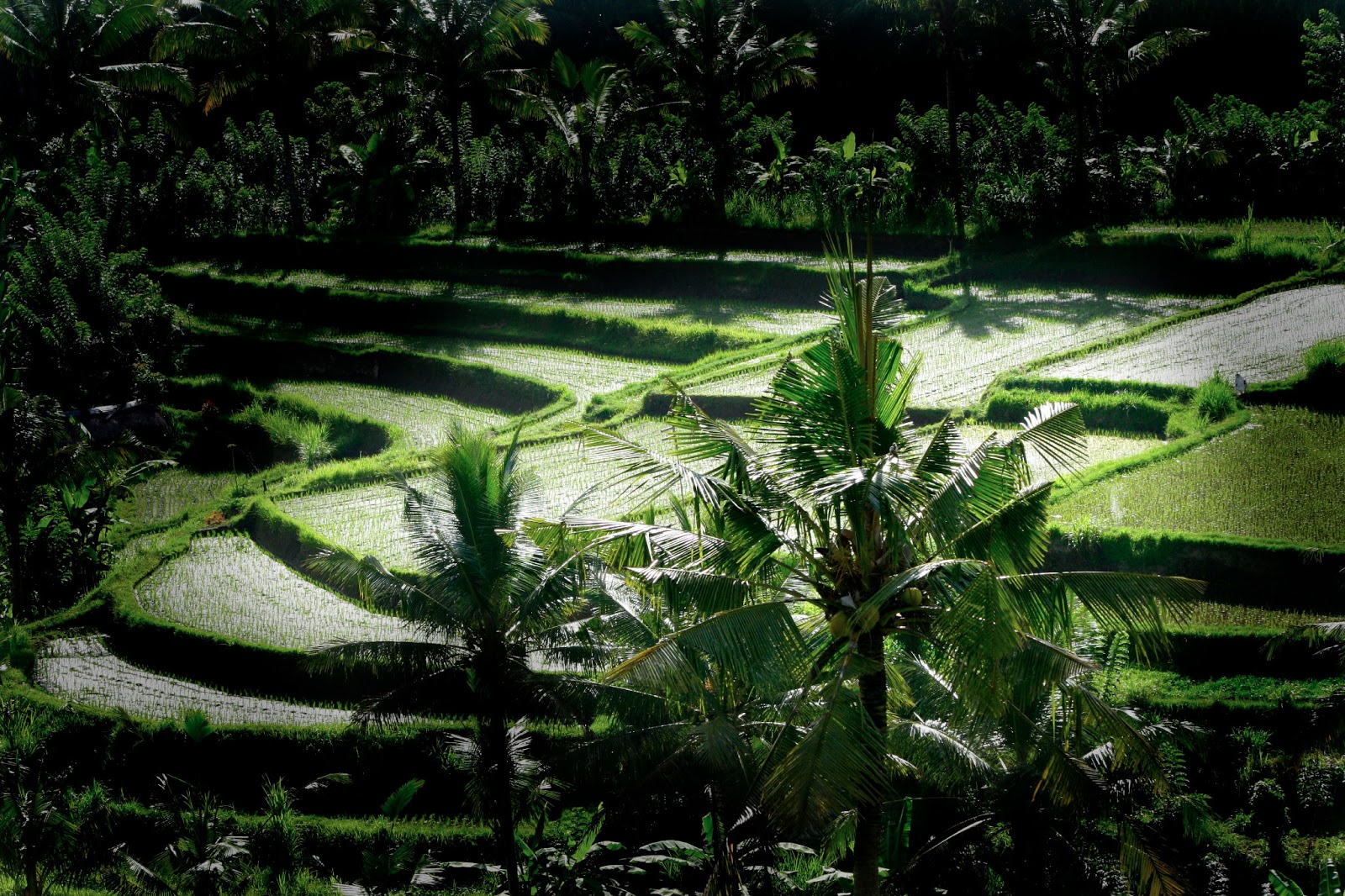 Info Penting 24+ Tempat Nongkrong Di Ubud View Sawah