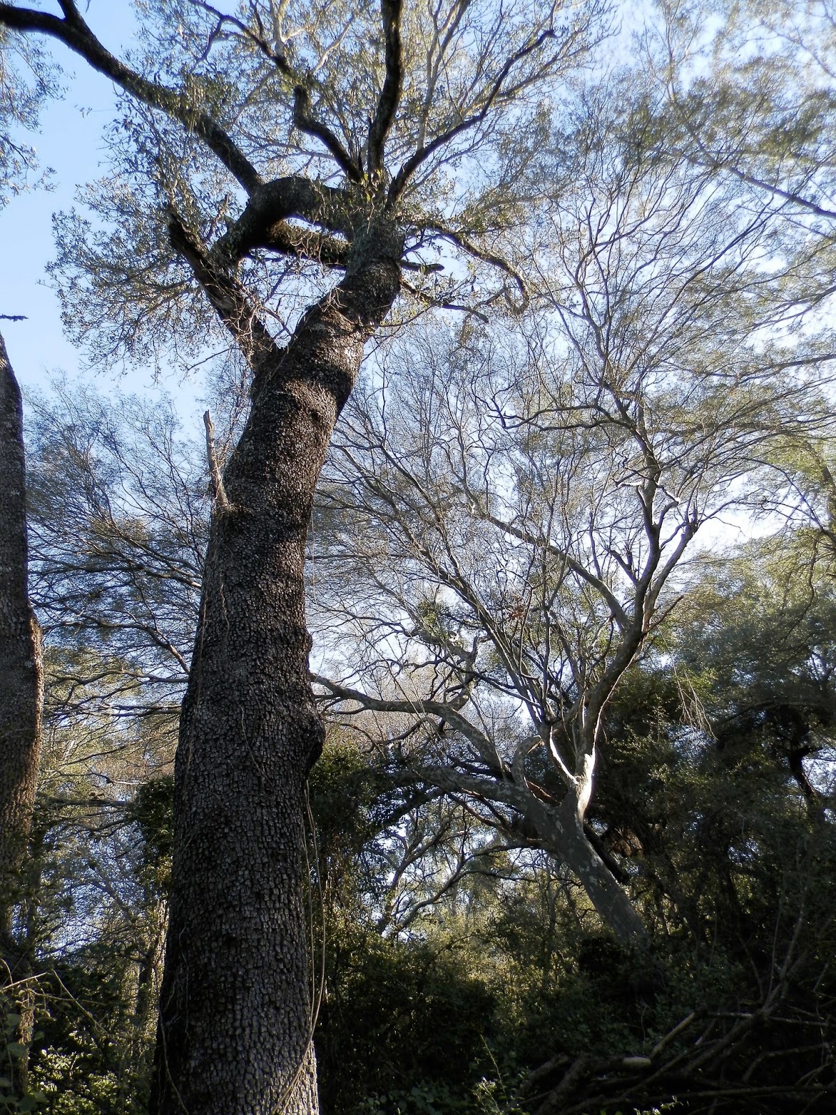 FOLKLORE Y TANGO PARA LA ESCUELA: Ámbito Chaqueño