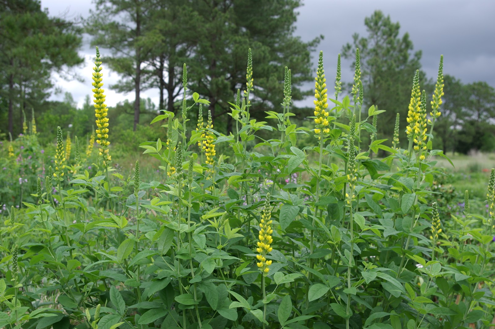 sweetbay: The NC Botanical Garden, or A Favorite Garden Center (NCBG ...