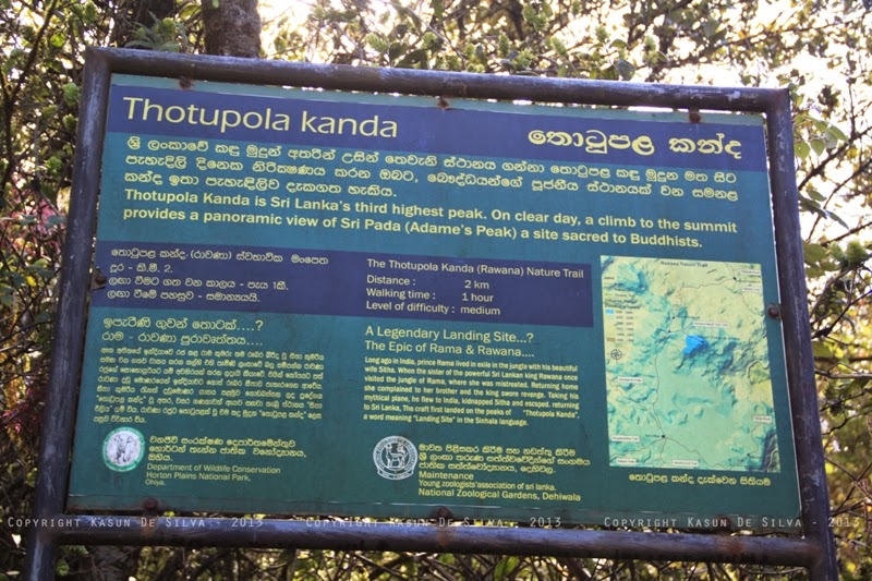 Sri Lankan Travelogue : Mesmerized by Millions of Petals - Nelu Blossom ...