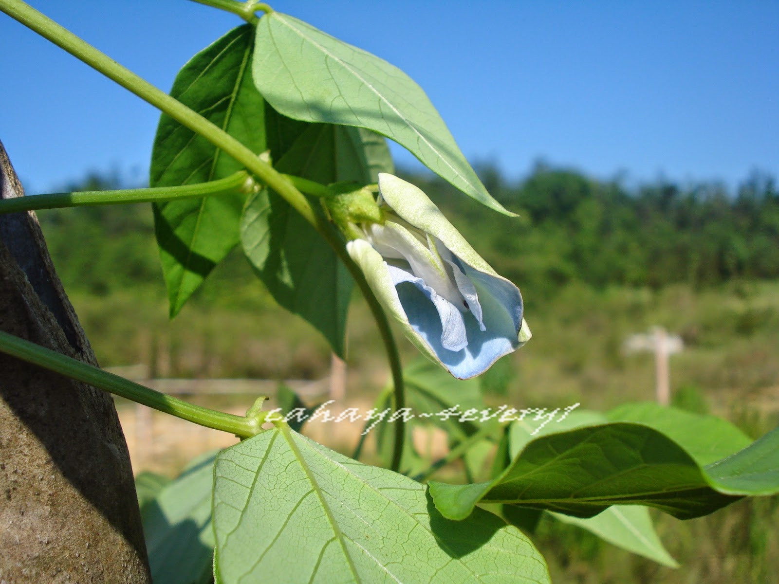 RUMAHKUBAHAGIAKU: Growing asparagus pea yuk...