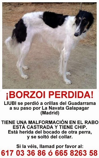 NOBLE GALGO: BRANDON UN LABRADOR EN ADOPCION‏.