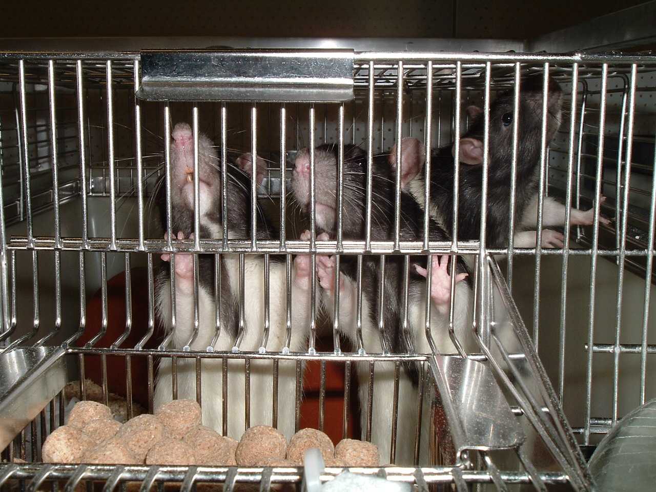 Creature Feature- life at the RSPCA: A step back for lab animal welfare?