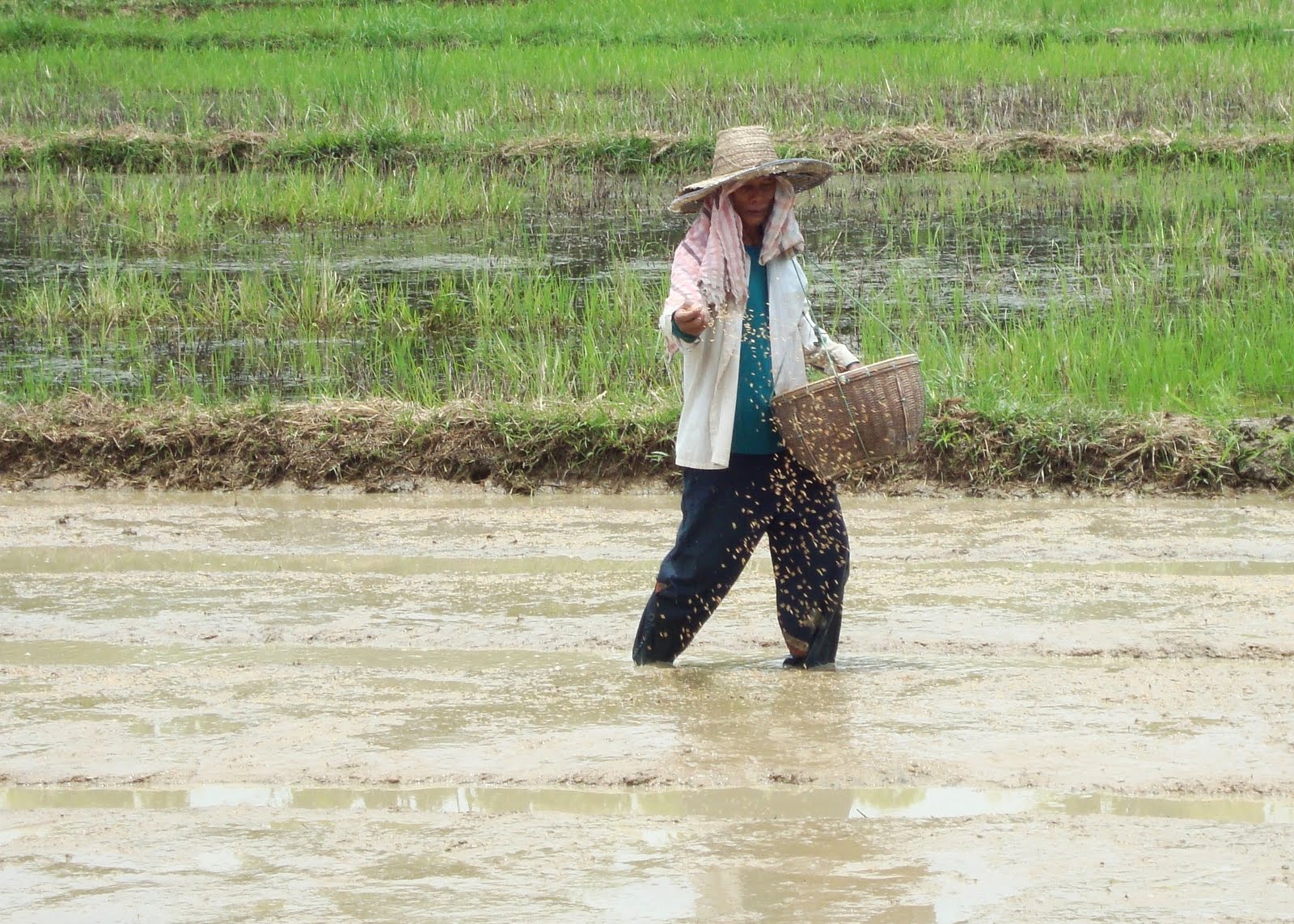 "My Journey - For His Glory": Foto Friday ~ Sowing Rice Seed