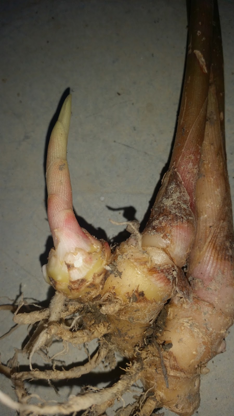 Warisan Petani: Pokok Lempuyang.