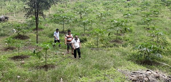 Harganya Terjun Bebas, Padangpariaman Berniat Dirikan Pabrik Saos Pepaya