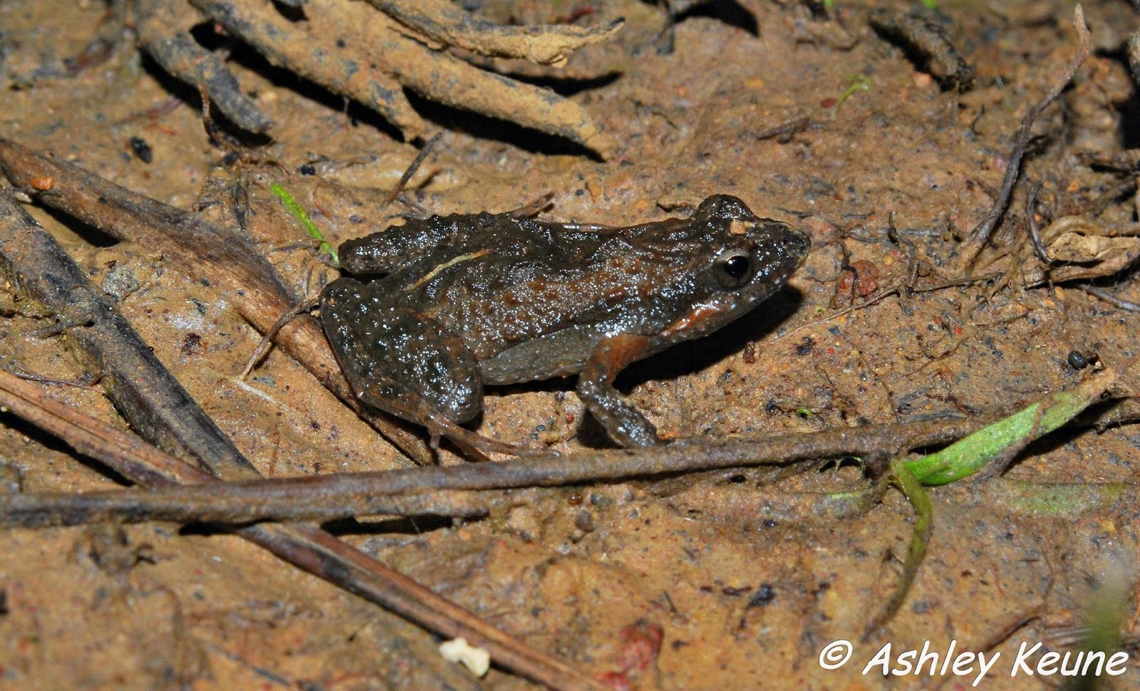 Australian Frogs Photography: KEUNEA PHOTOGRAPHY: Good Variety of Frogs ...