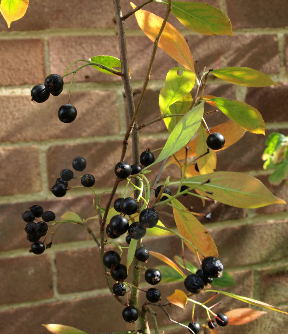 Raw Edible Plants: Black chokeberry (Aronia melanocarpa)