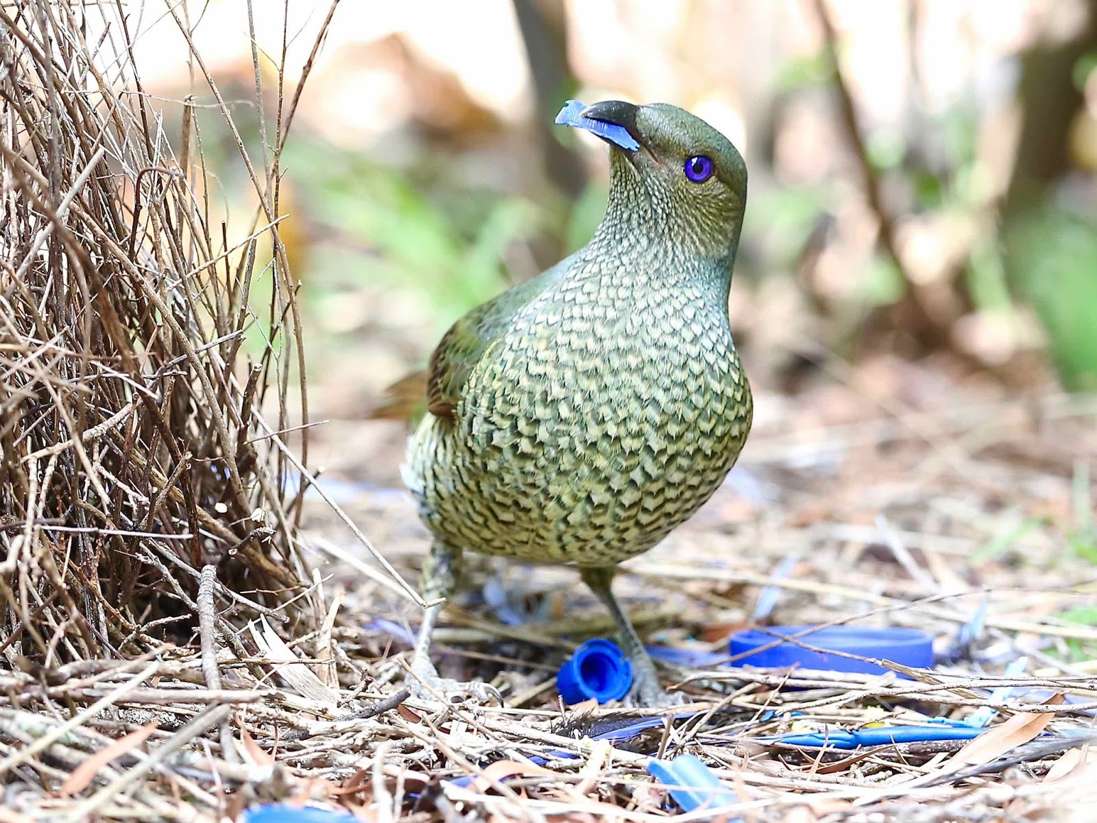 Avithera: Satin Bowerbirds