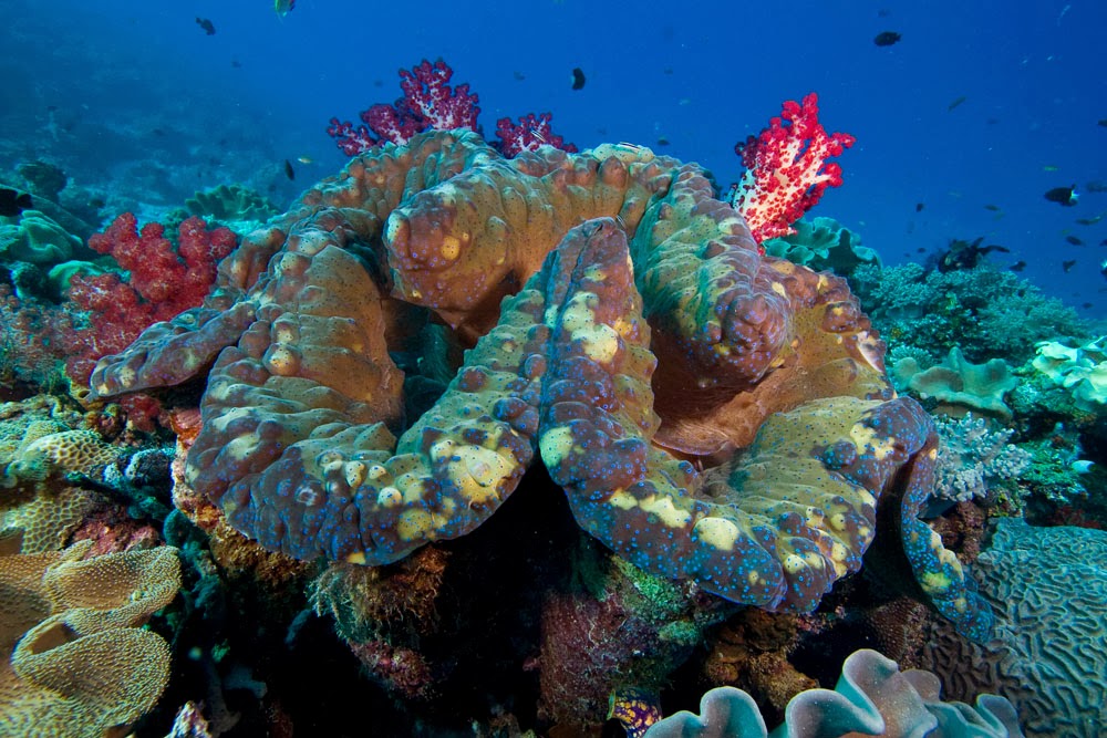 LA PERLE ... DES ROIS