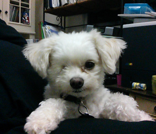 Sew in Love {with Fabric}: Joey: The Most Famous Dog in Quilting