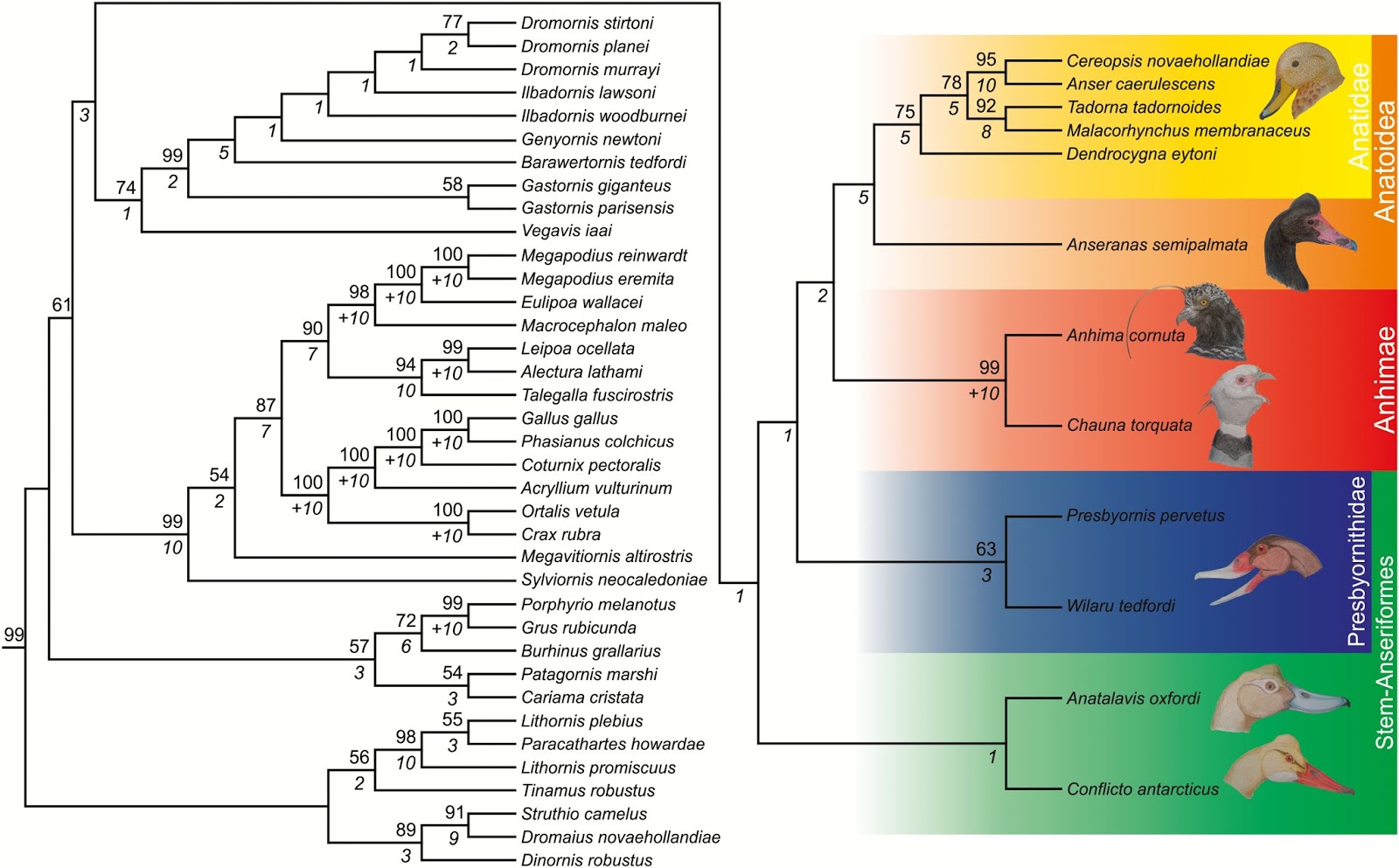 Raptormaniacs: Conflicto and the Evolution of Waterfowl